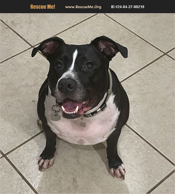 ADOPT 24042700219 ~ Pit Bull Rescue ~ Texas City, TX