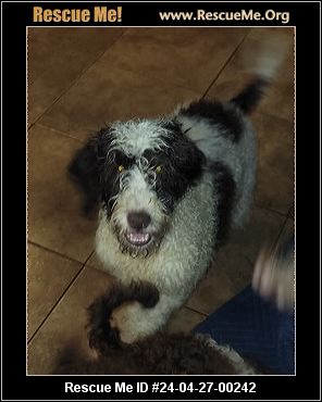 - Michigan Portuguese Water Dog Rescue - ADOPTIONS - Rescue Me!