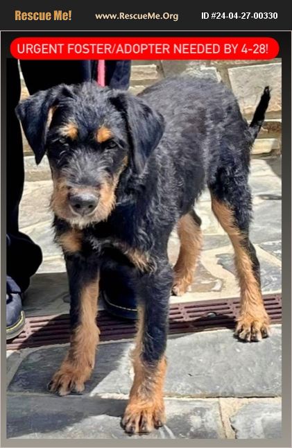ADOPT 24042700330 ~ Airedale Rescue ~ Riverside County, CA