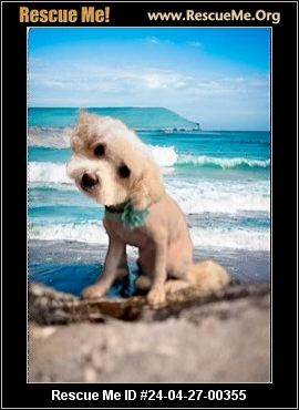 - California Poodle Rescue - ADOPTIONS - Rescue Me!