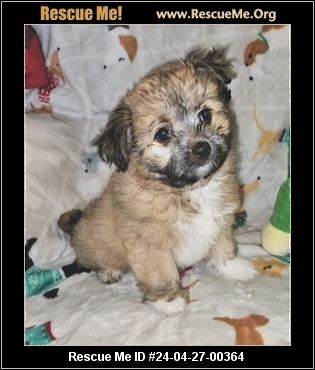 - California Dog Rescue - ADOPTIONS - Rescue Me!