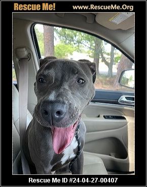 - South Carolina Dog Rescue - ADOPTIONS - Rescue Me!