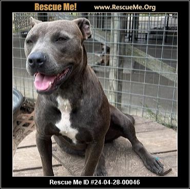 - Texas Pit Bull Rescue - ADOPTIONS - Rescue Me!