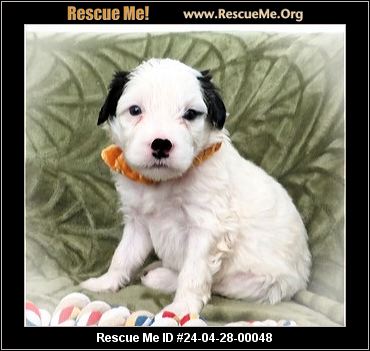 - Indiana Dog Rescue - ADOPTIONS - Rescue Me!