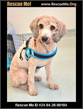 - Pennsylvania Poodle Rescue - ADOPTIONS - Rescue Me!