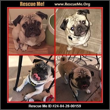 - California Pug Rescue - ADOPTIONS - Rescue Me!