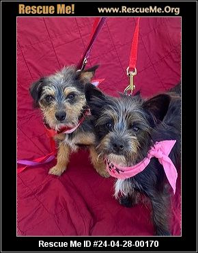 - California Yorkie Rescue - ADOPTIONS - Rescue Me!