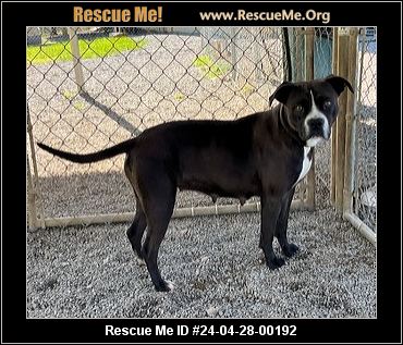 - Georgia Boxer Rescue - ADOPTIONS - Rescue Me!