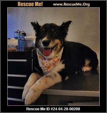 - Indiana Dog Rescue - ADOPTIONS - Rescue Me!