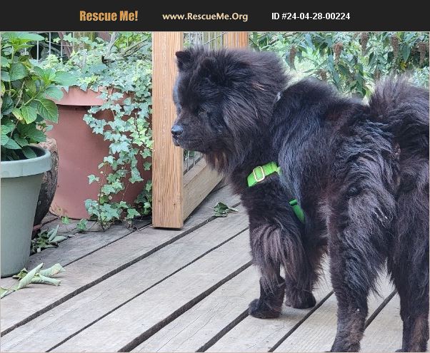 ADOPT 24042800224 ~ Chow Chow Rescue ~ Eastsound, WA