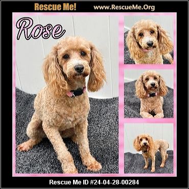 - Pennsylvania Poodle Rescue - ADOPTIONS - Rescue Me!