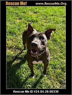 - North Carolina Dog Rescue - ADOPTIONS - Rescue Me!