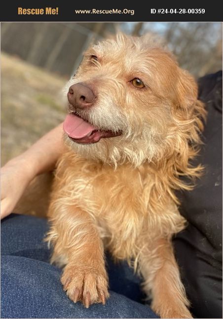 ADOPT 24042800359 ~ Norfolk Terrier Rescue ~ Indianapolis, IN