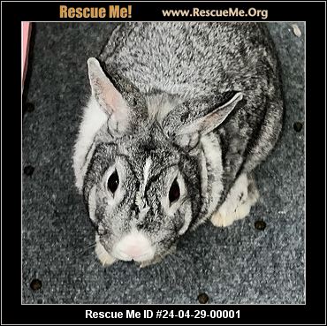 - Illinois Rabbit Rescue - ADOPTIONS - Rescue Me!