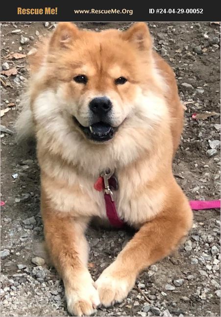ADOPT 24042900052 ~ Chow Chow Rescue ~ Candler, NC