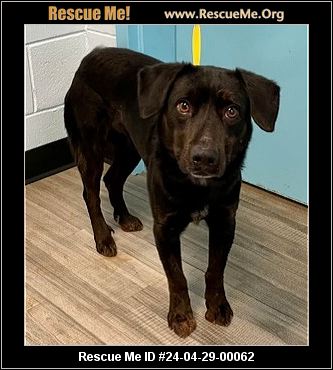 - New Jersey Lab Rescue - ADOPTIONS - Rescue Me!