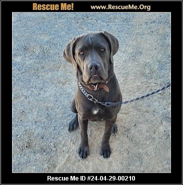 - Nevada Dog Rescue - ADOPTIONS - Rescue Me!