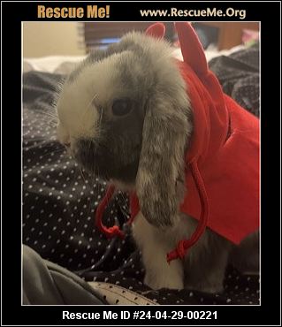 - West Virginia Rabbit Rescue - ADOPTIONS - Rescue Me!