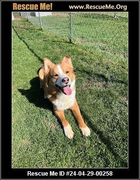 - Michigan Siberian Husky Rescue - ADOPTIONS - Rescue Me!