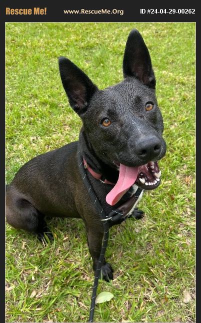 ADOPT 24042900262 ~ Australian Kelpie Rescue ~ fort lauderdale, FL