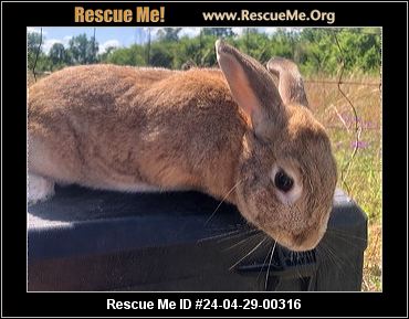 - Georgia Rabbit Rescue - ADOPTIONS - Rescue Me!