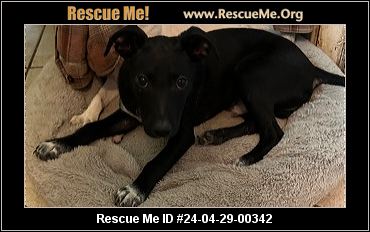 - New York Corgi Rescue - ADOPTIONS - Rescue Me!