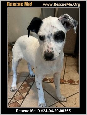 - New York Corgi Rescue - ADOPTIONS - Rescue Me!