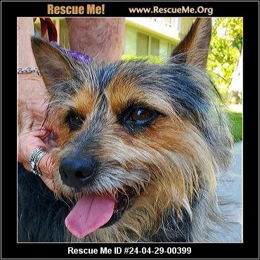 - California Yorkie Rescue - ADOPTIONS - Rescue Me!