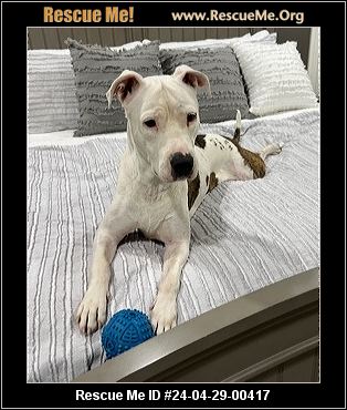 - Arizona Pit Bull Rescue - ADOPTIONS - Rescue Me!