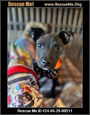 - California German Pinscher Rescue - ADOPTIONS - Rescue Me!