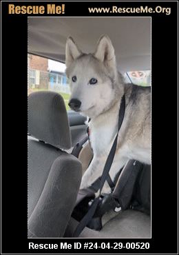 - Virginia Siberian Husky Rescue - ADOPTIONS - Rescue Me!