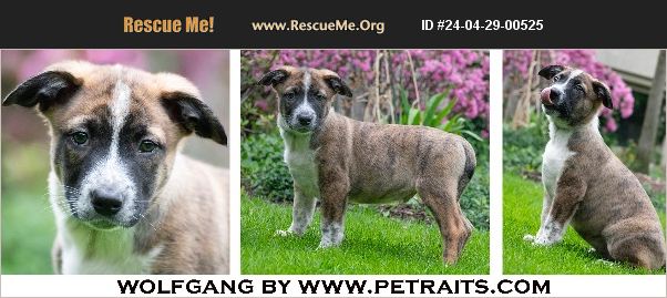 ADOPT 24042900525 ~ Australian Cattle Dog Rescue ~ Chicago, IL