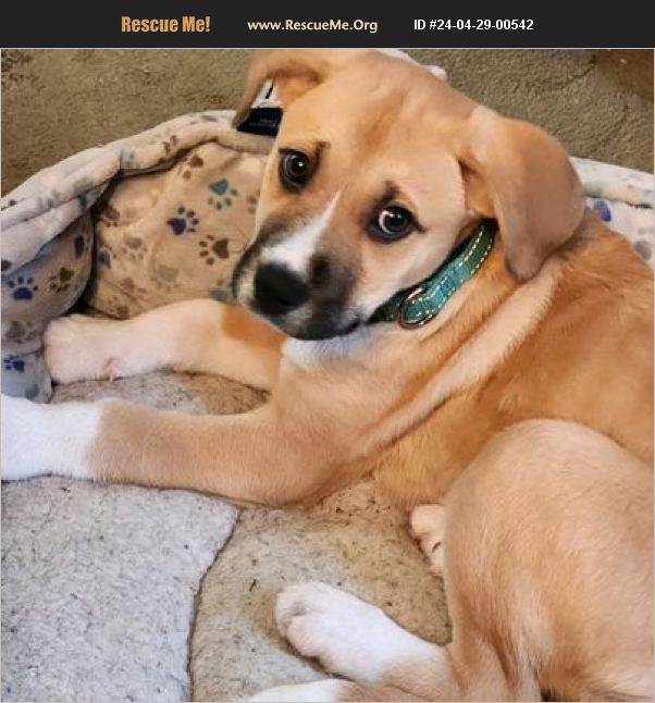 ADOPT 24042900542 ~ Boxer Rescue ~ Bethel, CT