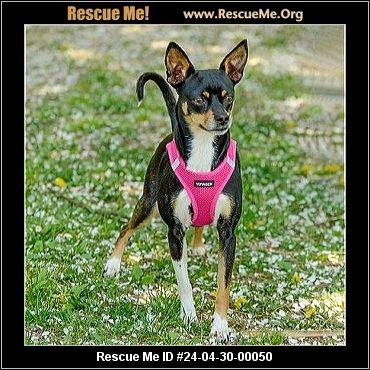- New Jersey Dog Rescue - ADOPTIONS - Rescue Me!