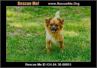 - New Jersey Dog Rescue - ADOPTIONS - Rescue Me!