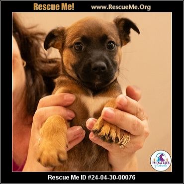 - Alabama Dog Rescue - ADOPTIONS - Rescue Me!
