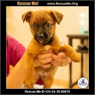 - Alabama Dog Rescue - ADOPTIONS - Rescue Me!