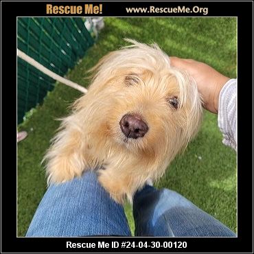 - New York Dog Rescue - ADOPTIONS - Rescue Me!