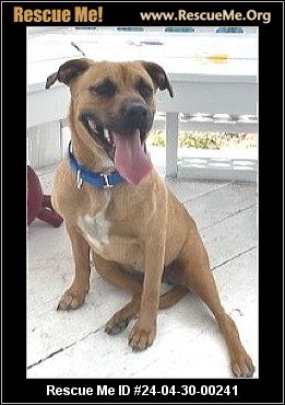 - Florida Dog Rescue - ADOPTIONS - Rescue Me!
