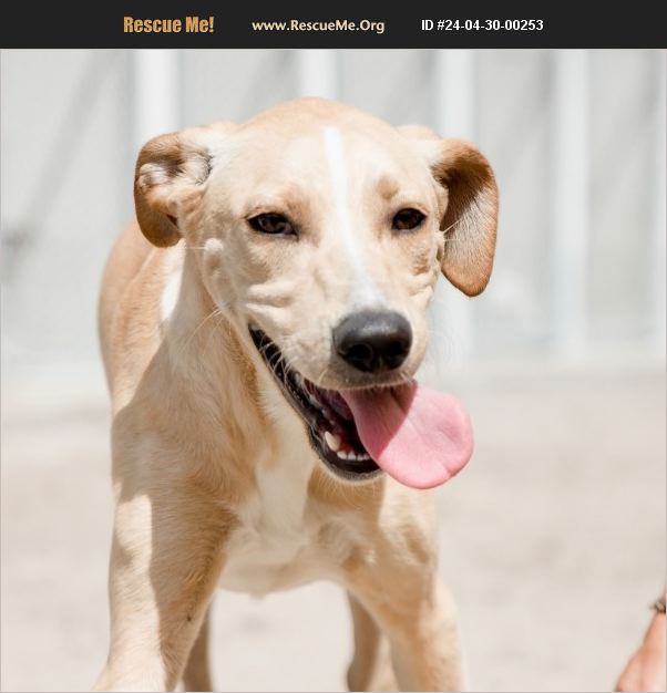 ADOPT 24043000253 ~ Lab Rescue ~ Fort Myers, FL