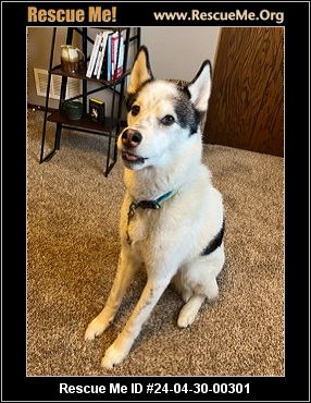 - Minnesota Dog Rescue - ADOPTIONS - Rescue Me!