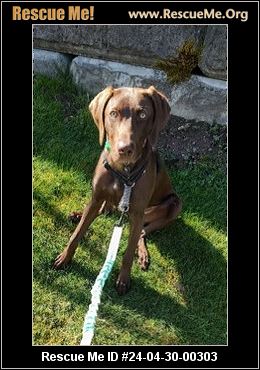 - Washington German Shorthaired Pointer Rescue - ADOPTIONS - Rescue Me!