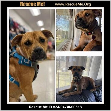 - Wisconsin Dog Rescue - ADOPTIONS - Rescue Me!