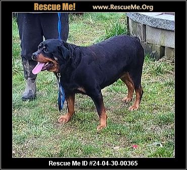 - Oregon Rottweiler Rescue - ADOPTIONS - Rescue Me!
