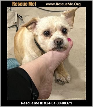 - Florida Dog Rescue - ADOPTIONS - Rescue Me!