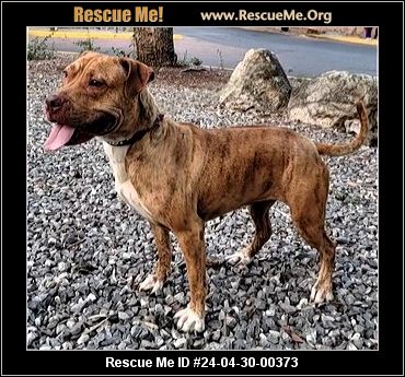 - California Pit Bull Rescue - ADOPTIONS - Rescue Me!