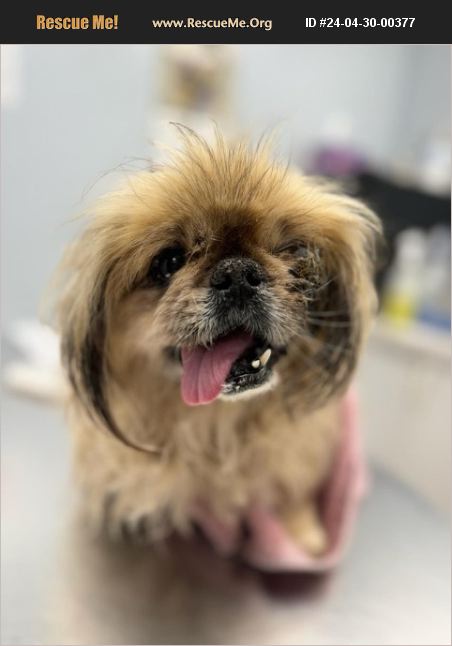 ADOPT 24043000377 ~ Pekingese Rescue ~ Chicago, IL
