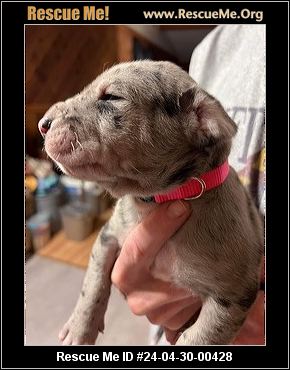 - Texas Dog Rescue - ADOPTIONS - Rescue Me!