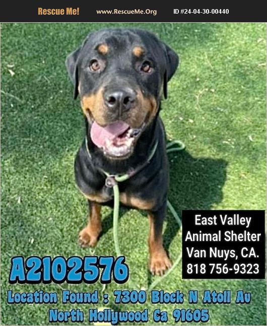ADOPT 24043000440 ~ Rottweiler Rescue ~ Van Nuys, CA