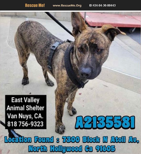 ADOPT 24043000443 ~ Dutch Shepherd Rescue ~ Van Nuys, CA